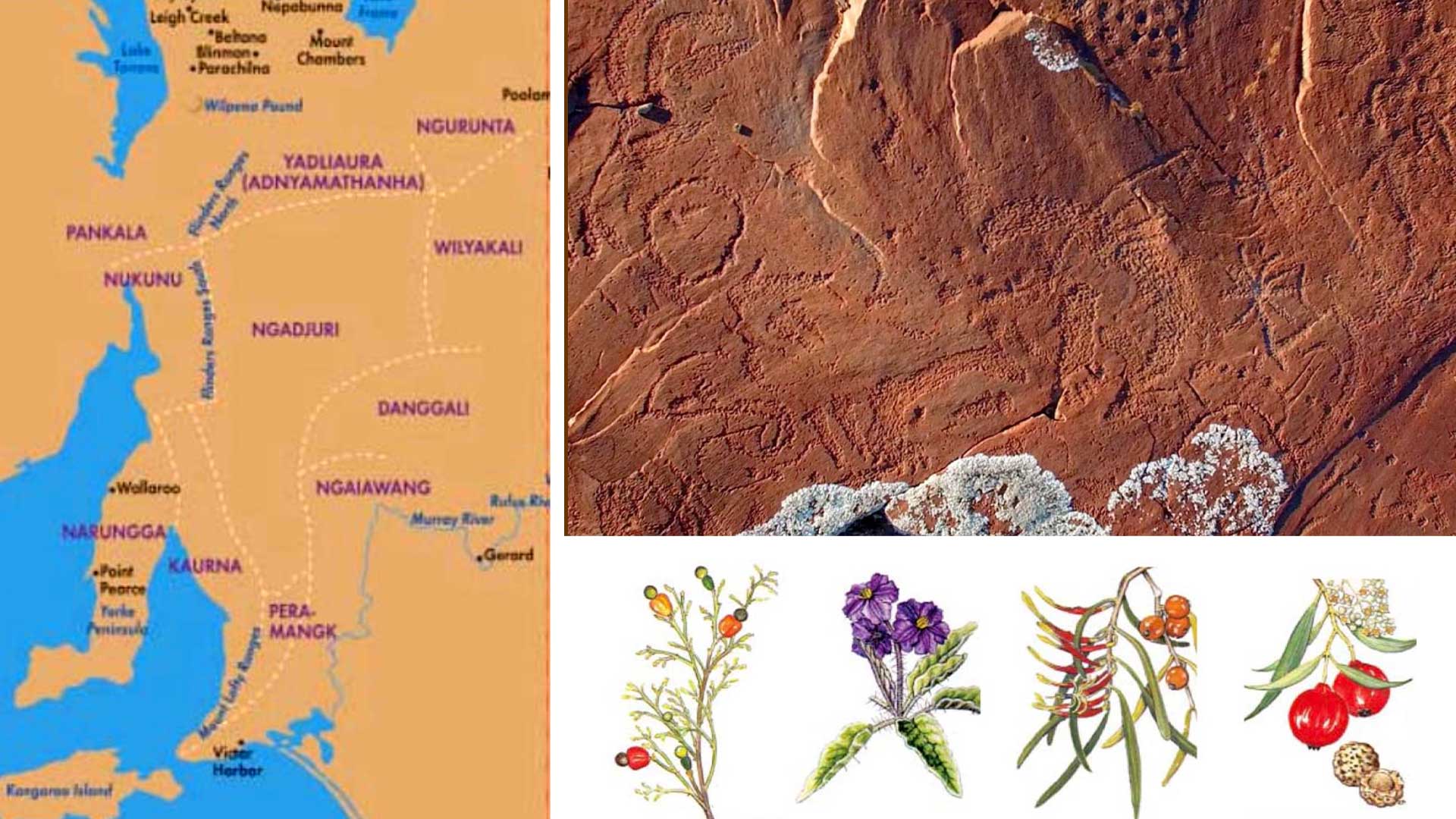 Ngaduri people of South Australia's mid north roamed the peppermint gum ...