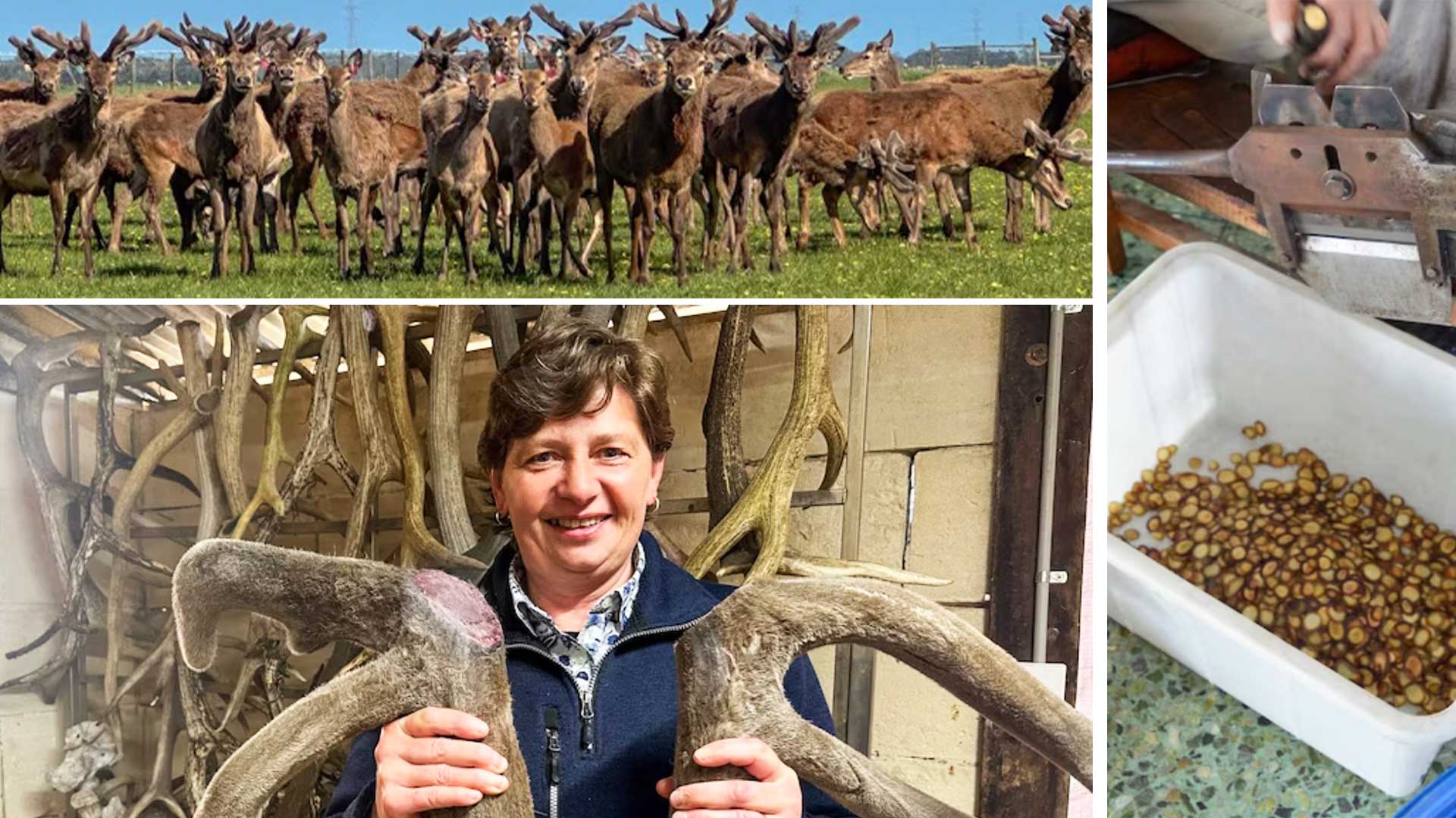 Andrew McKinnon makes velvet-smooth move to deer farming in South ...