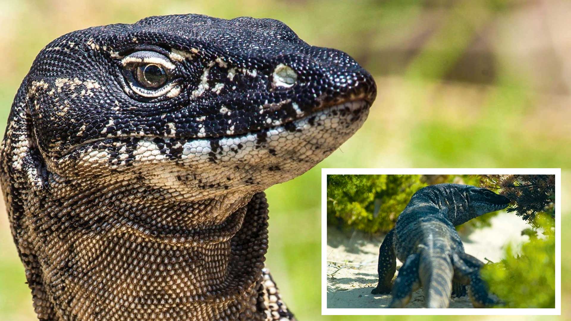 Rosenberg's goannas find their last South Australian stronghold on ...