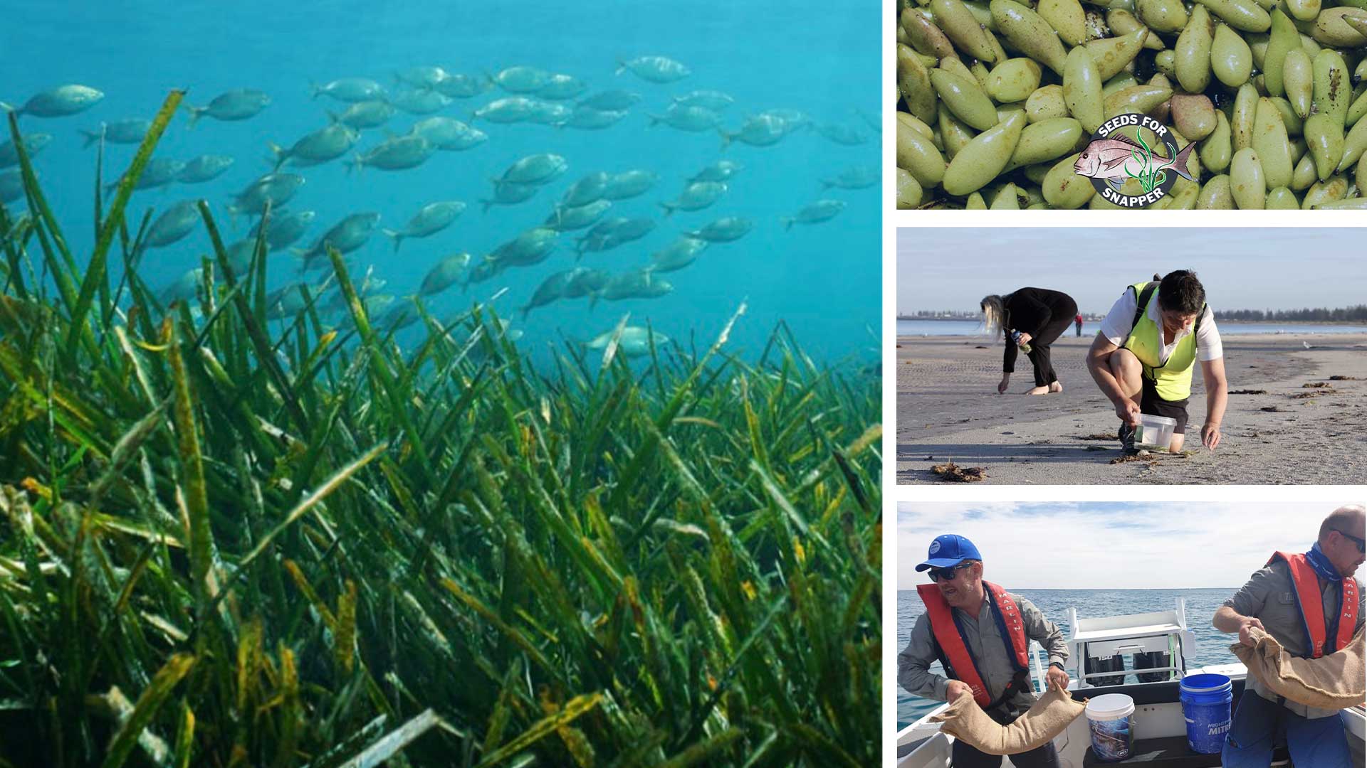 Seeds for Snapper a big volunteer effort in South Australia from 2020 ...