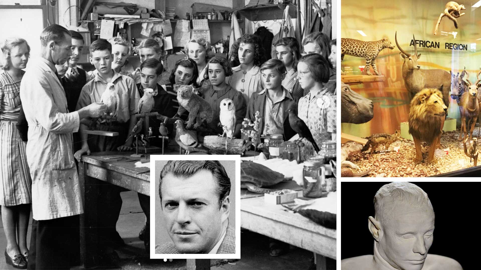 Paul Lawson turns skill as taxidermist at South Australian Museum into ...