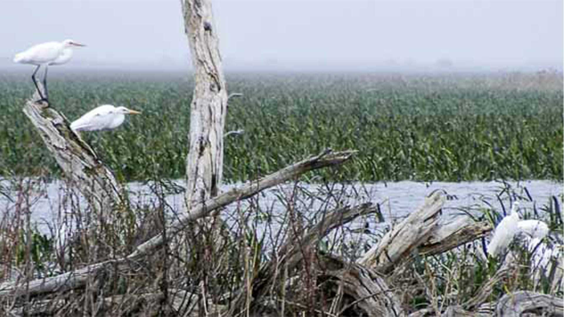 Bool Lagoon in South Australia in disputed role as game reserve, with ...