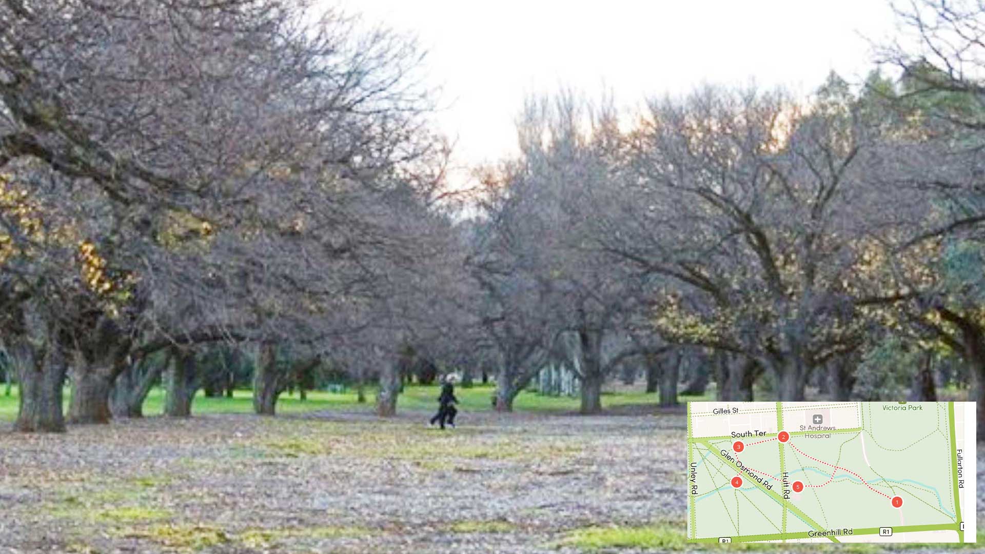 Elm carriageway from 1860s and other early plantings in Adelaide city ...