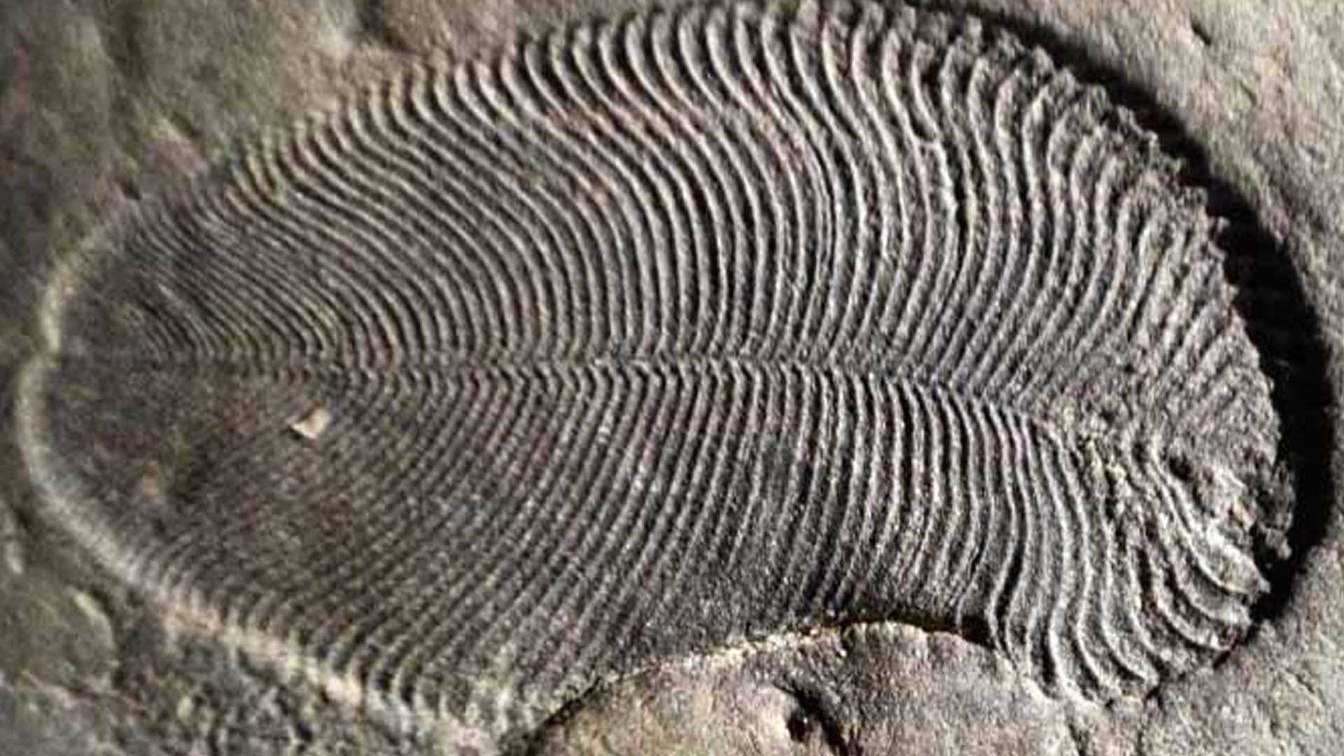 Ediacaran imprints, in Flinders Ranges, South Australia, from Earth's ...