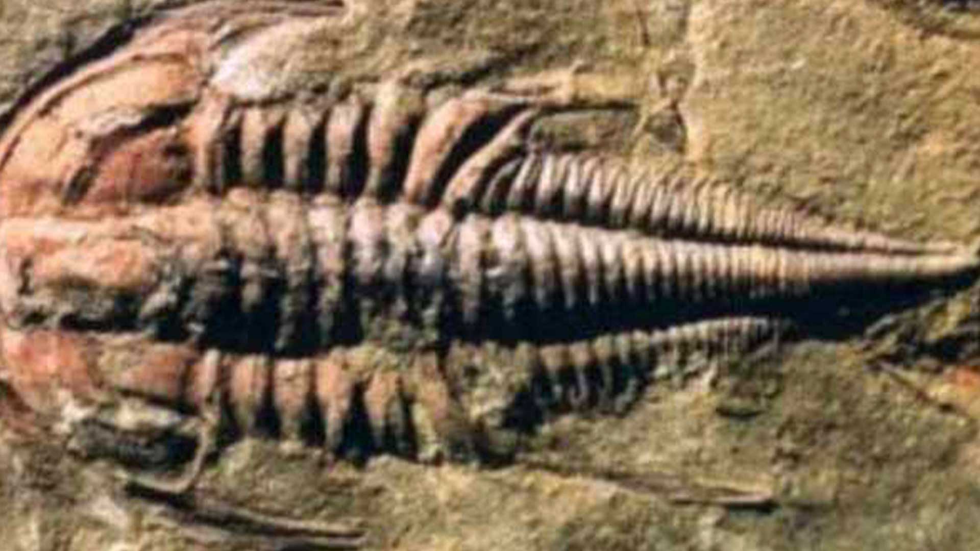 Kangaroo Island's Emu Bay in South Australia a significant site for ...