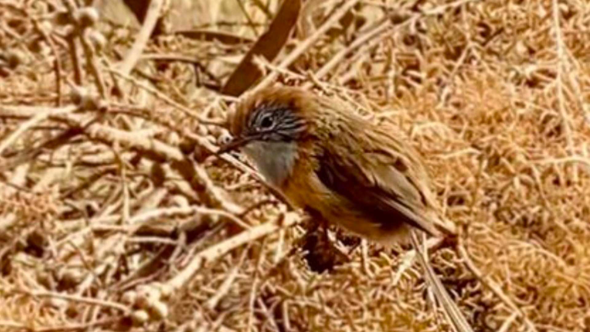 Mallee emu wrens born at Monarto Safari Park in 2024 a happy twist in project to restore tiny ...