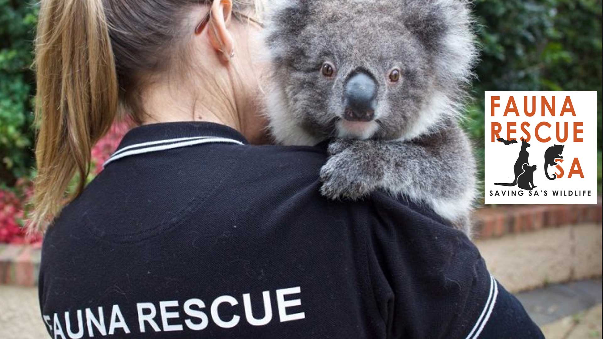 Fauna Rescue SA from 1988 responding to calls in South Australia for ...