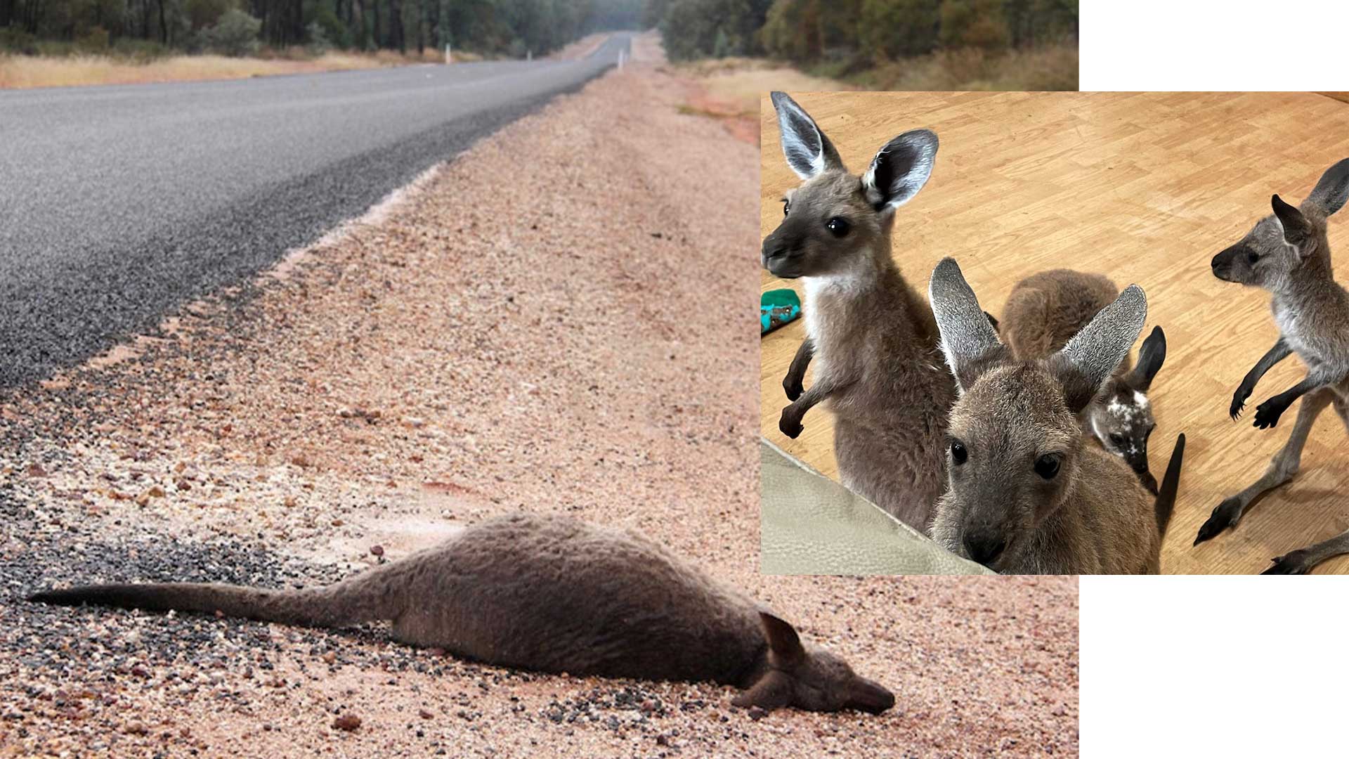 'Phenomenal' roadkill rise in Murraylands of South Australia faced by ...