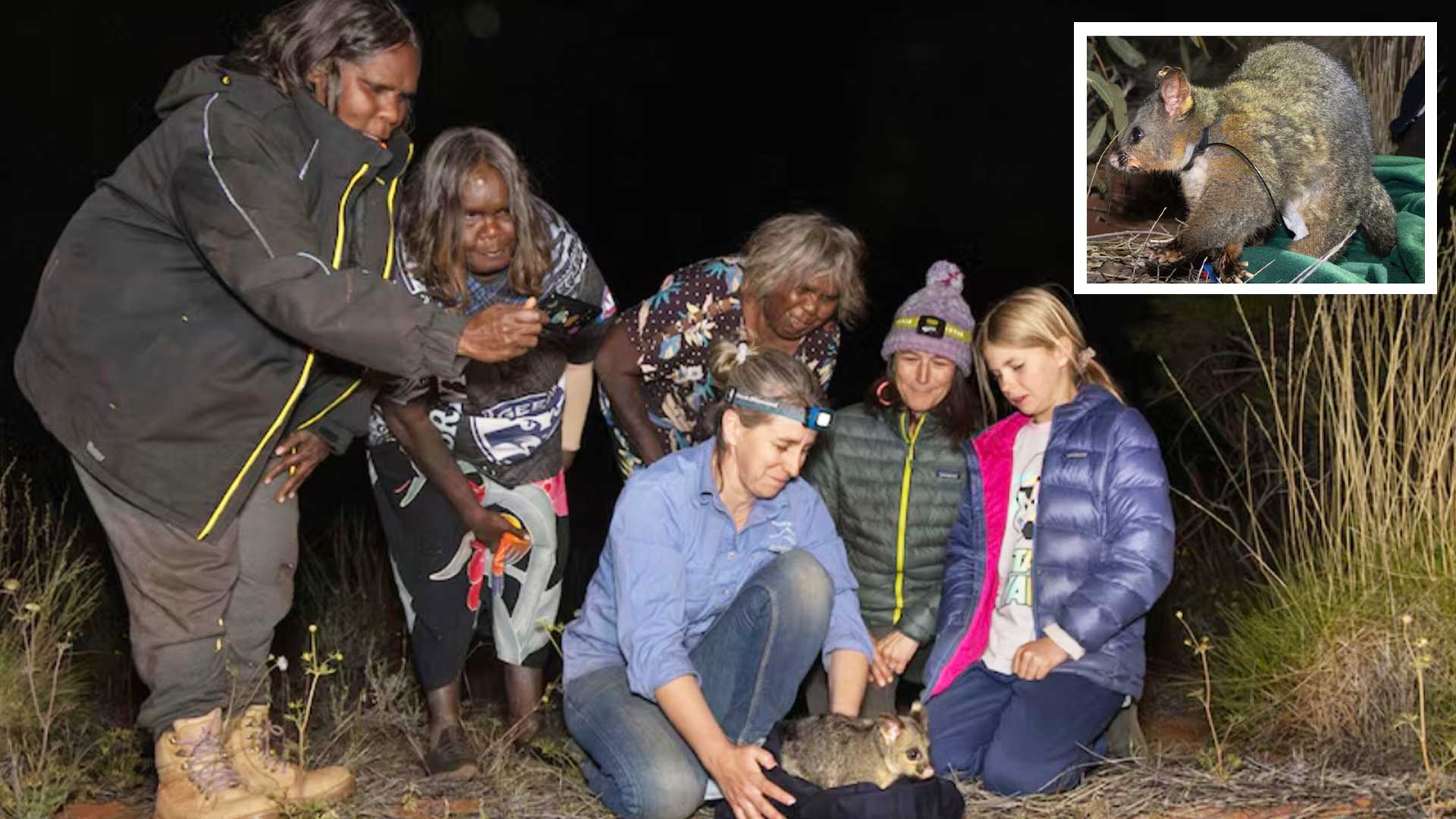 Brushtail possums from South Australia's Kangaroo island taken to ...