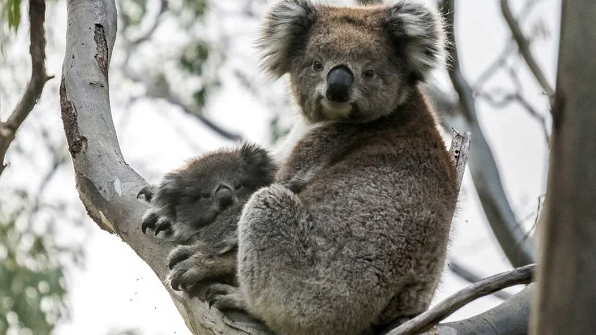 Overabundant koalas in Adelaide hills and Kangaroo Island set off ...