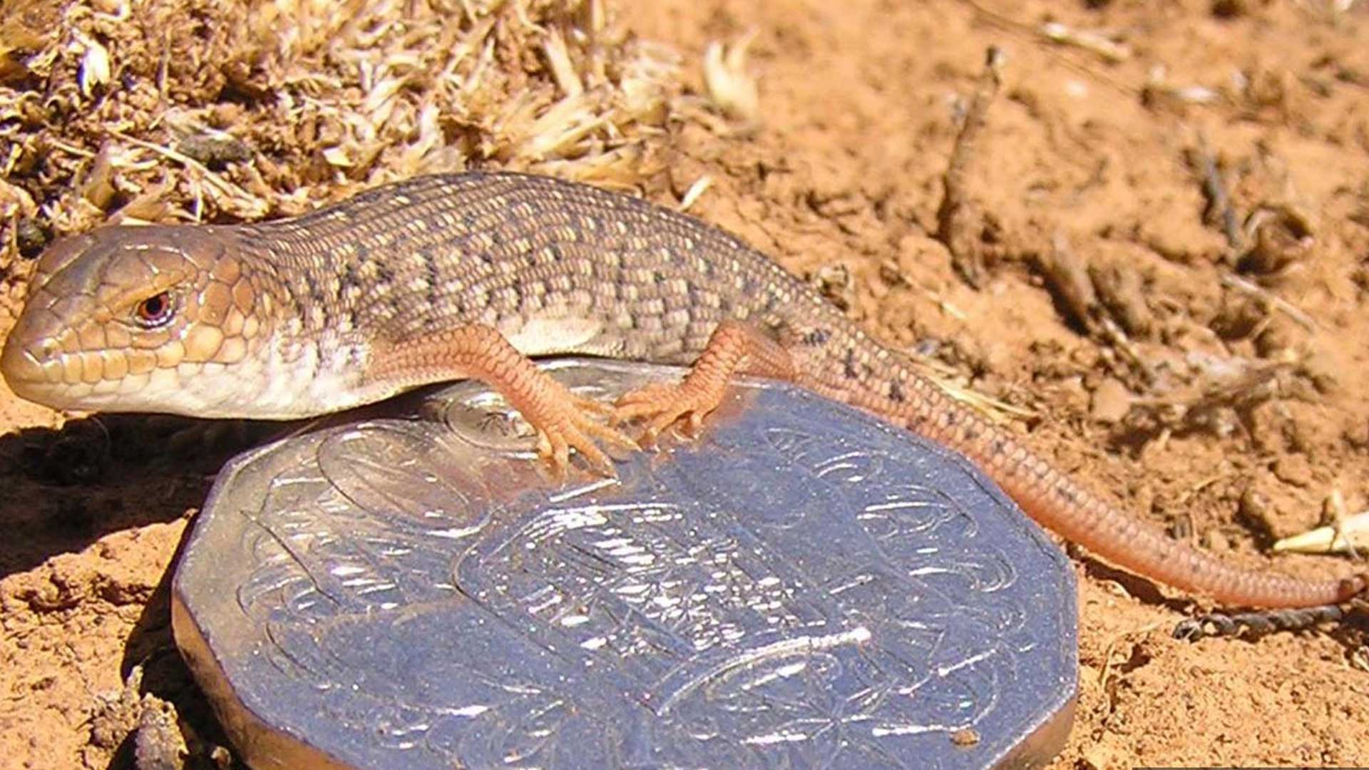 Tiliqua reserve near Burra, South Australia, backed by the Nature ...