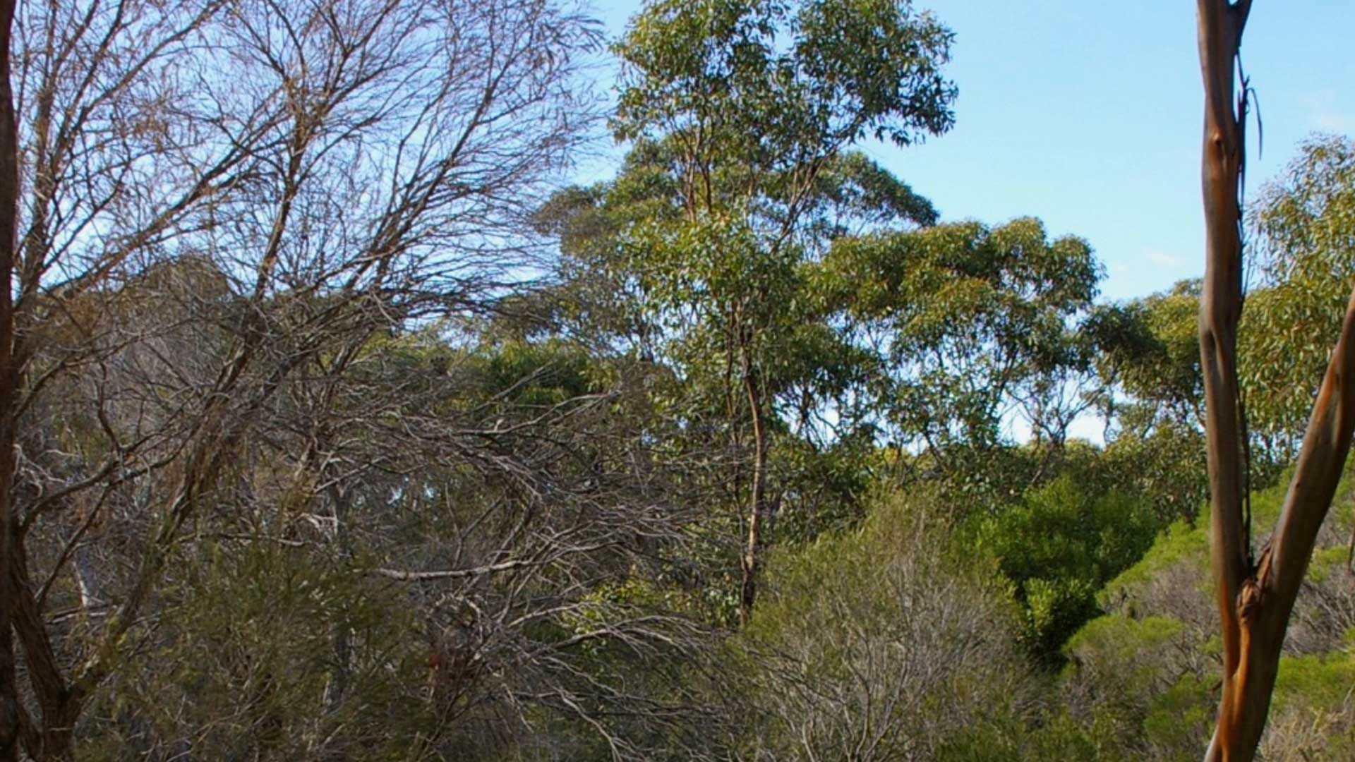 Hilda Roach (1955) and Alison Ashby (1956) give land for National Trust ...