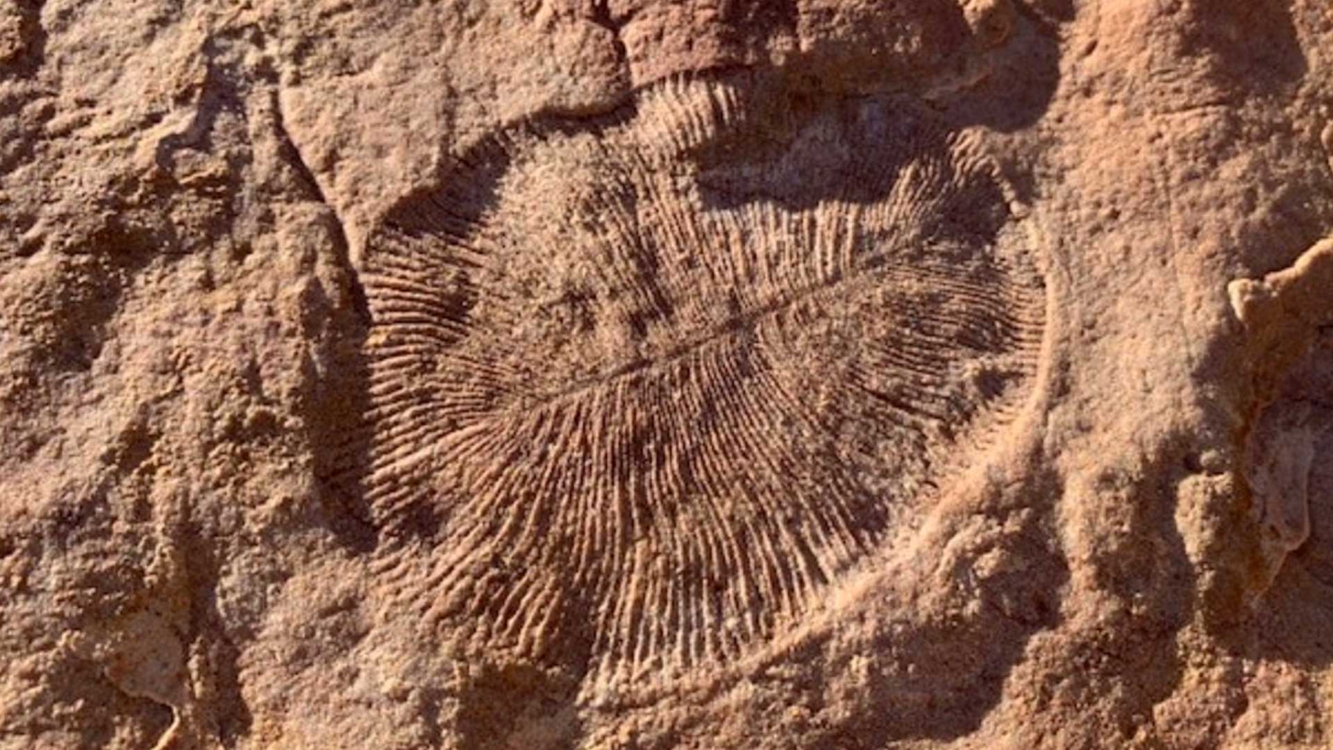 Ediacaran fossils, from 570-540 million years ago, in South Australian ...