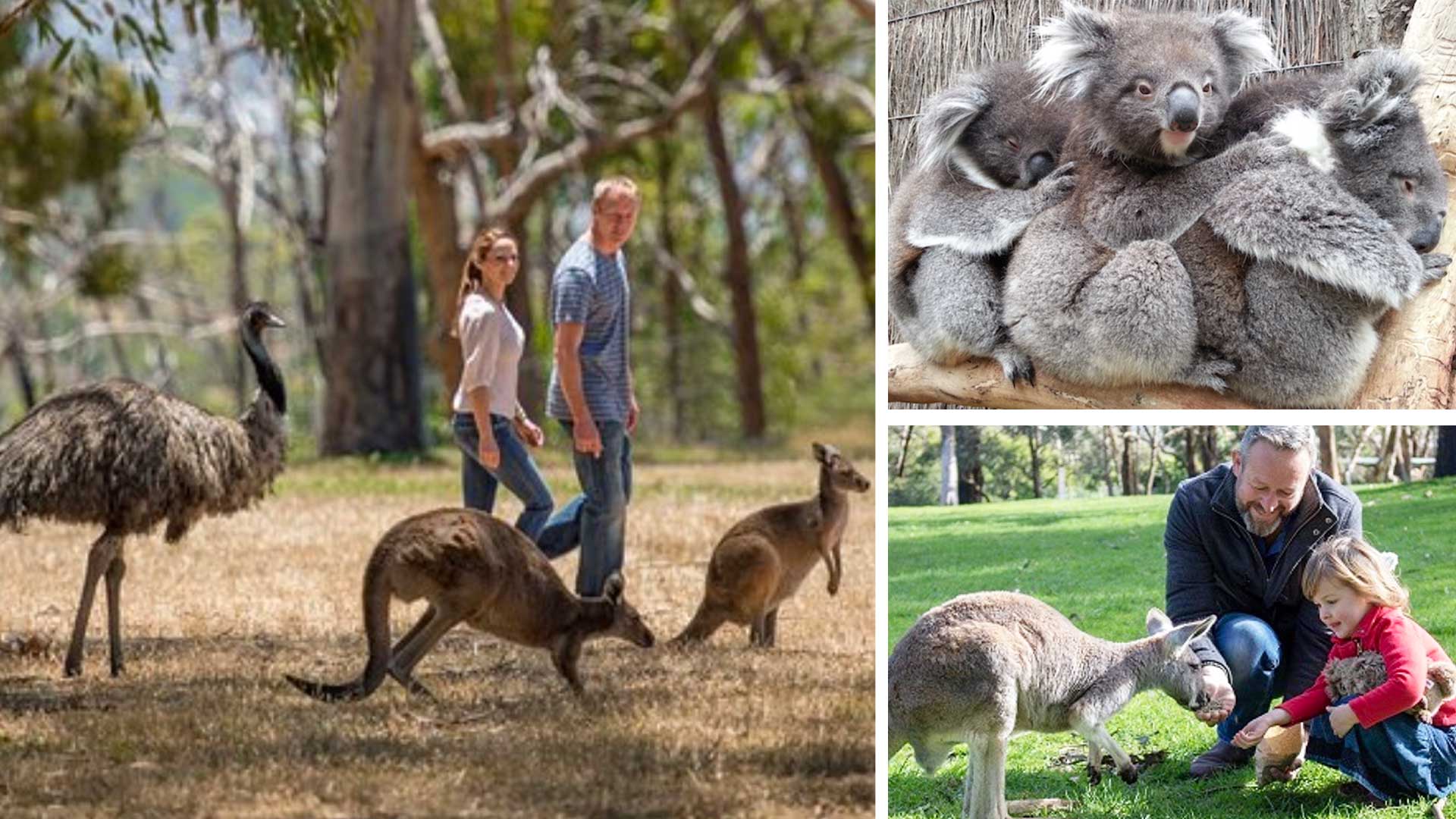 Cleland Wildlife Park within Adelaide Hills national park a big tourist ...
