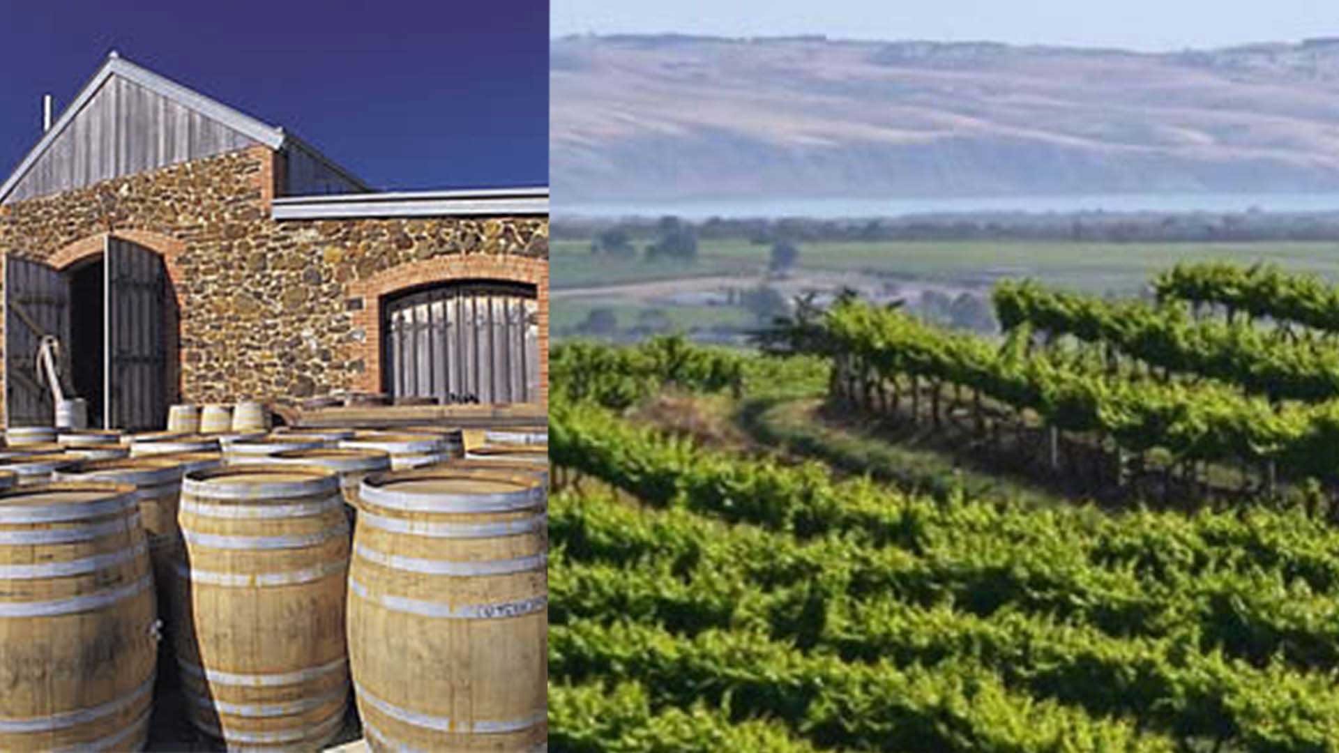 Eccentric, larrikin and cricketer Robert Wigley shines as Wirra Wirra ...