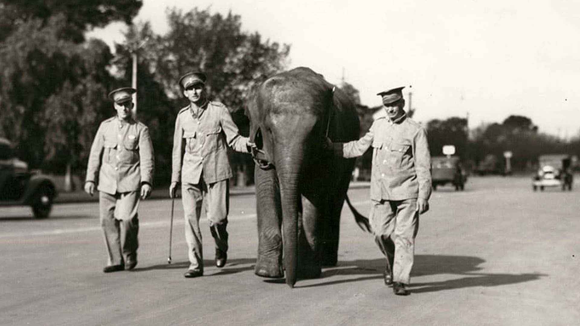 Elephant Lillian taken to market on annual weigh stunt in 1930s ...